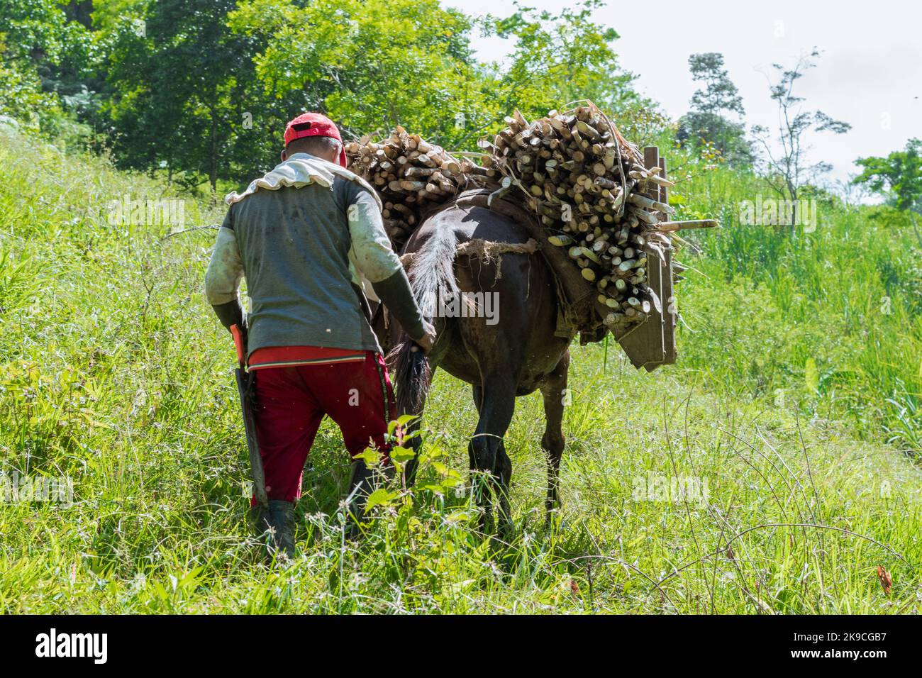 colombian muleteer climbing a mountain with his mule loaded with sugar ...
