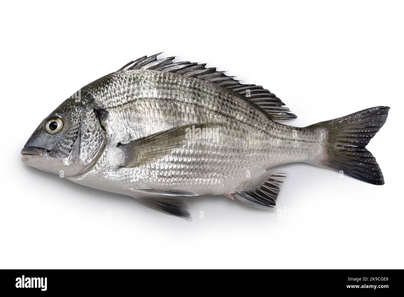 blackhead seabream isolated on white background Stock Photo - Alamy