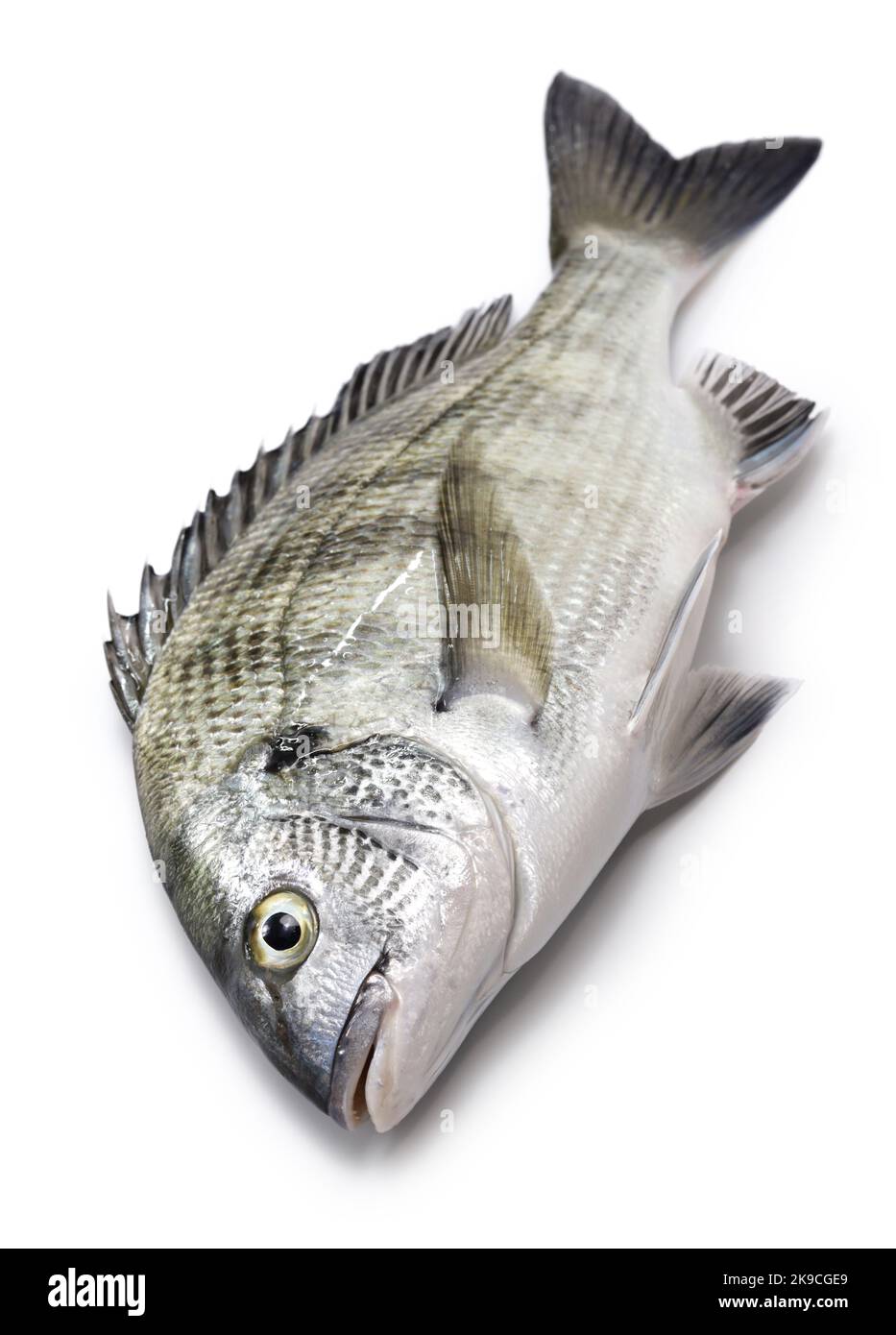 blackhead seabream isolated on white background Stock Photo - Alamy