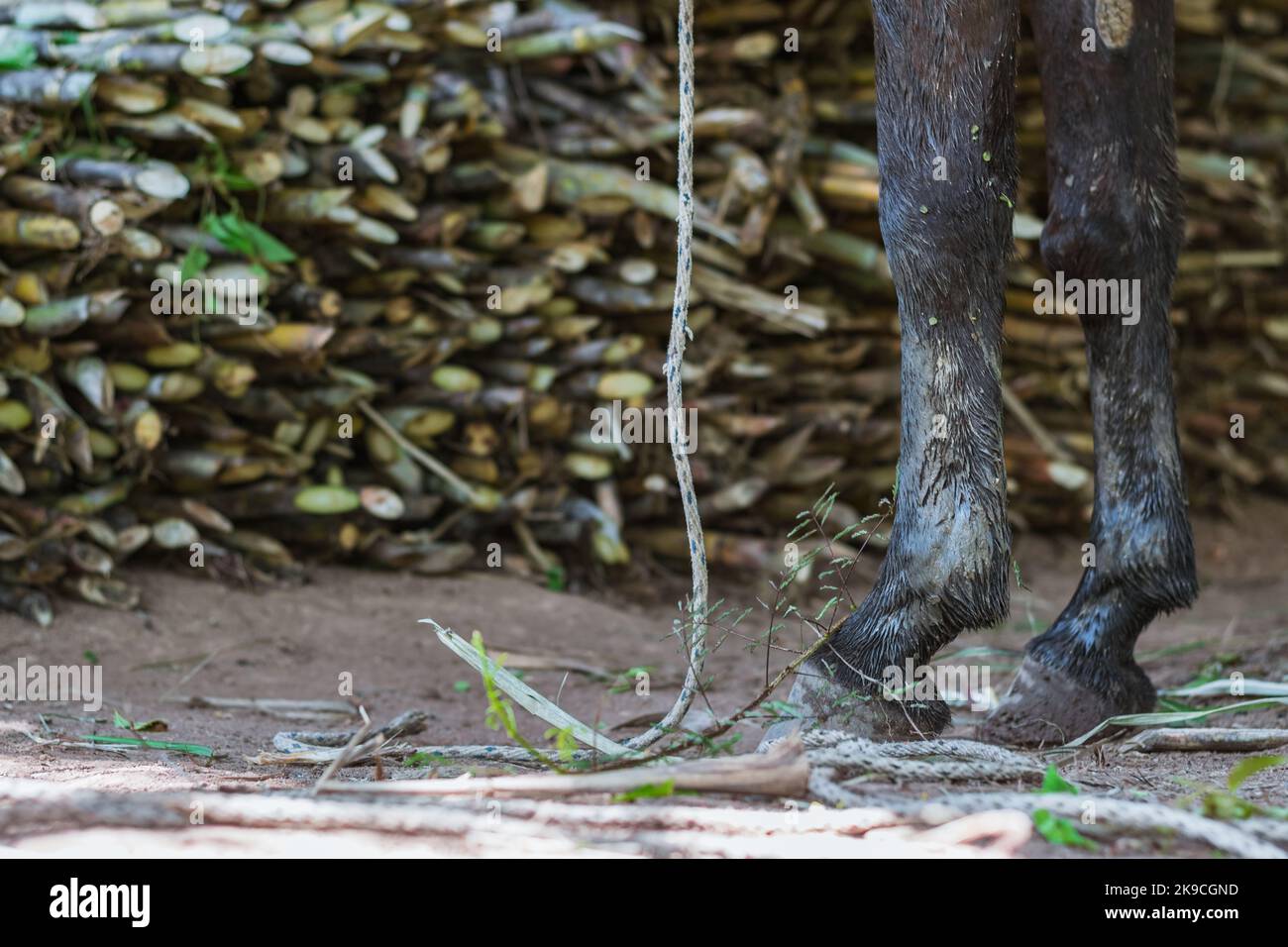 Escopetera y pirza hi-res stock photography and images - Alamy