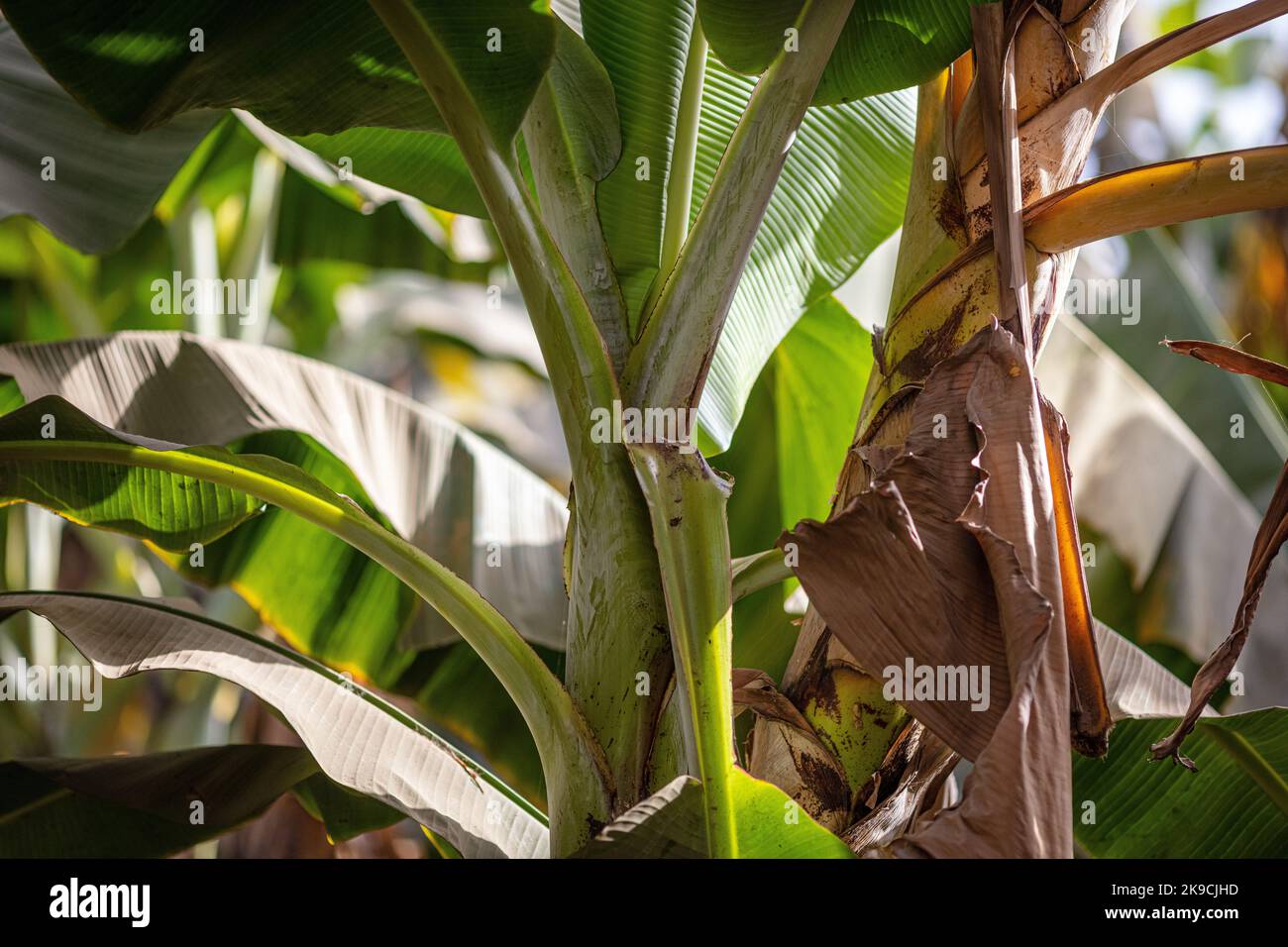 Banana tree leaves hi-res stock photography and images - Alamy