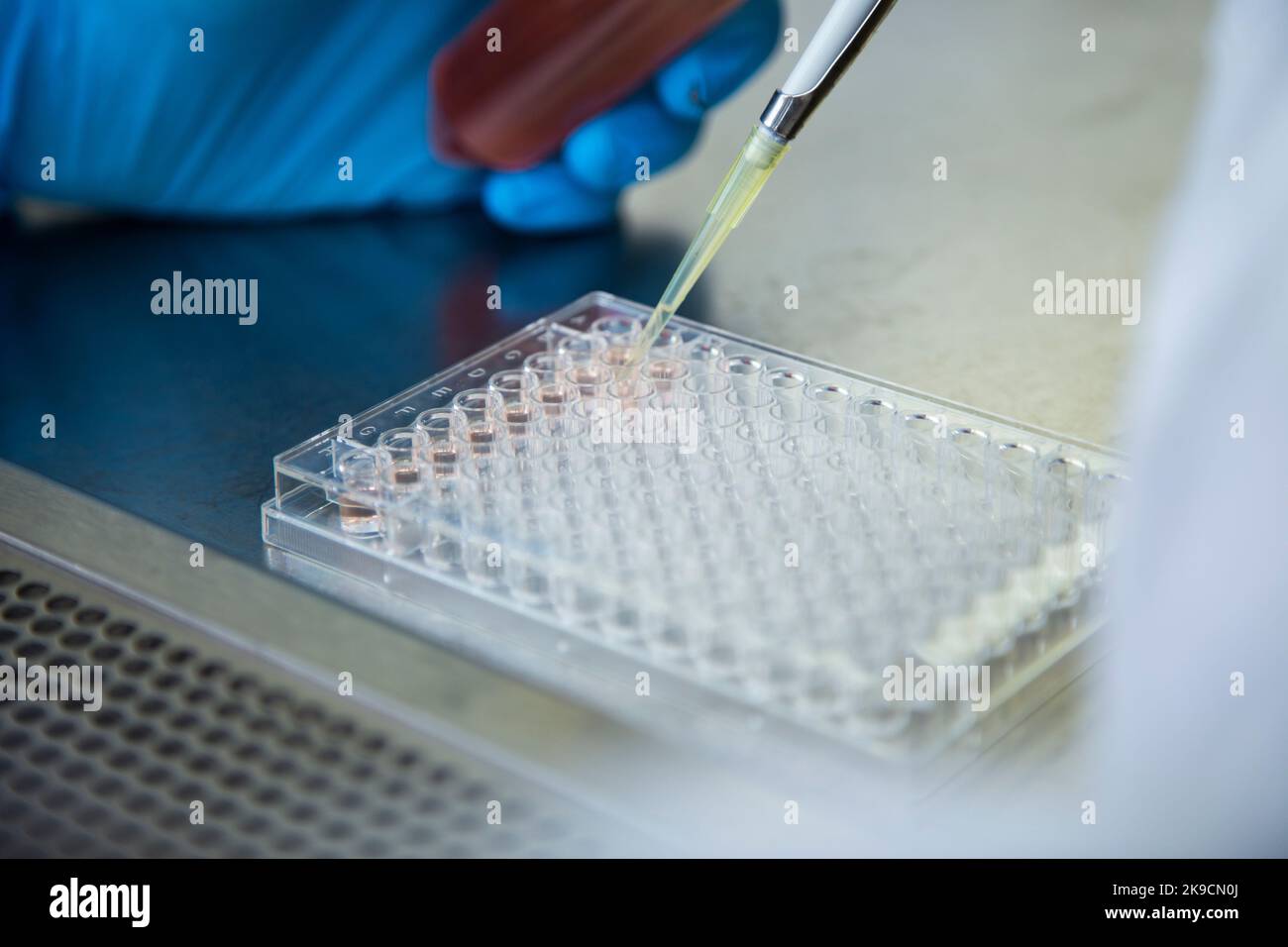 cell culture, medicine, medical and biology laboratory Stock Photo - Alamy