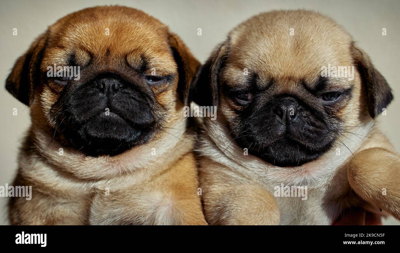 Close-up portrait of two cute pug puppies Stock Photo - Alamy