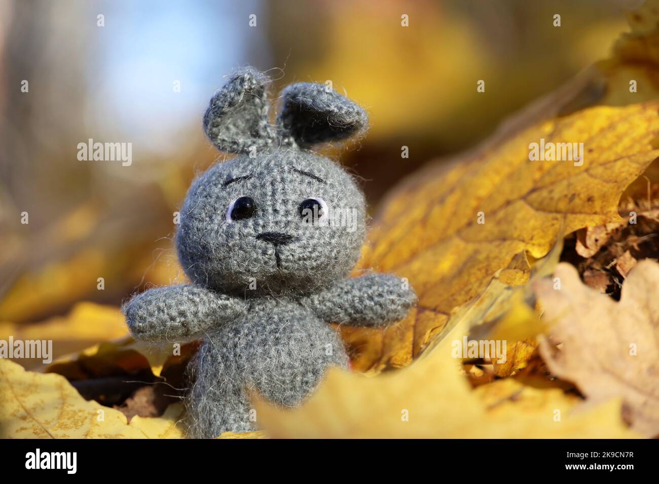 Grey knitted rabbit on maple leaves in autumn park. Festive card with ...
