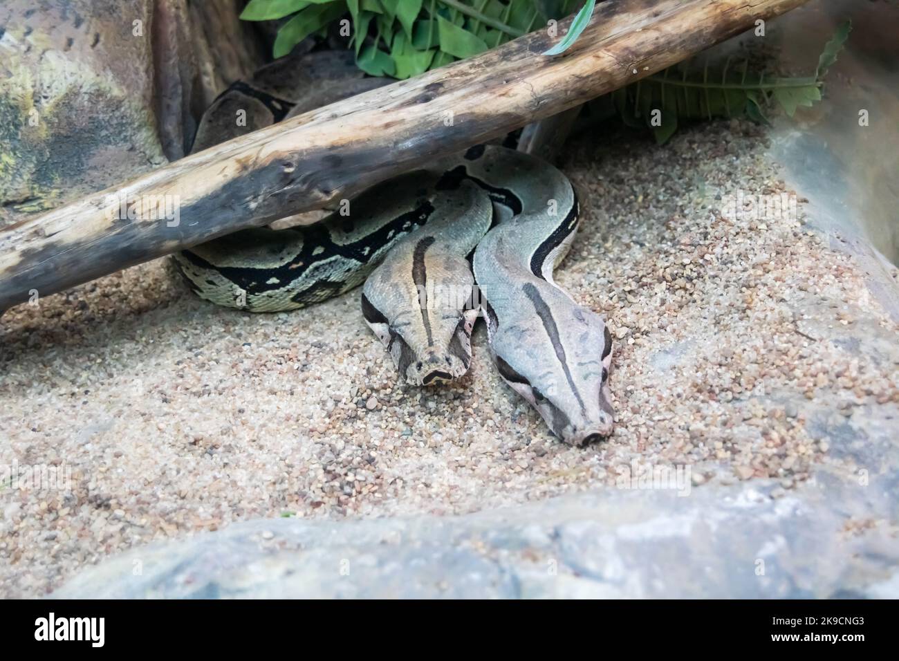 Royal tree snake hi-res stock photography and images - Alamy