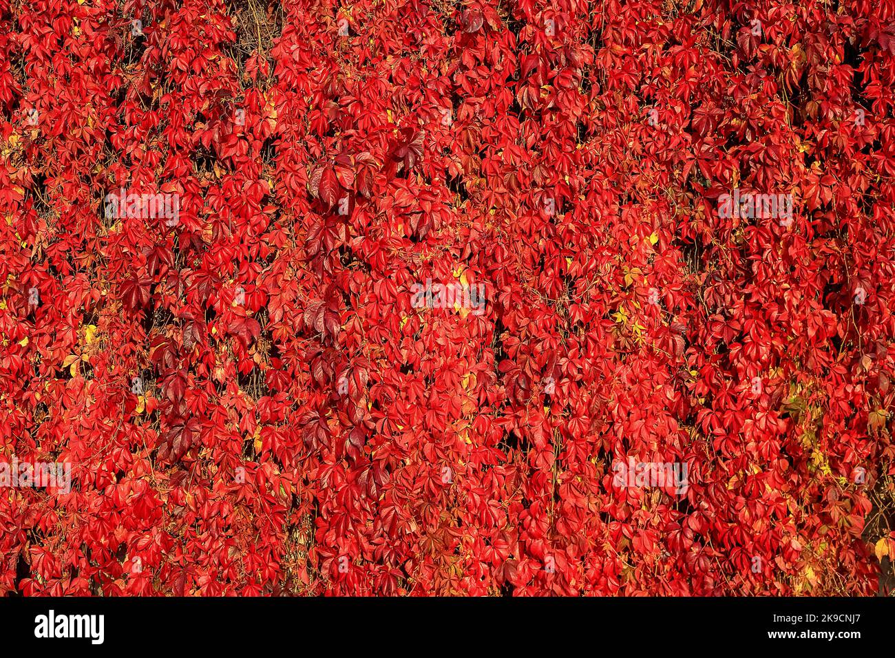 Beautiful red leaves covered hi-res stock photography and images - Alamy