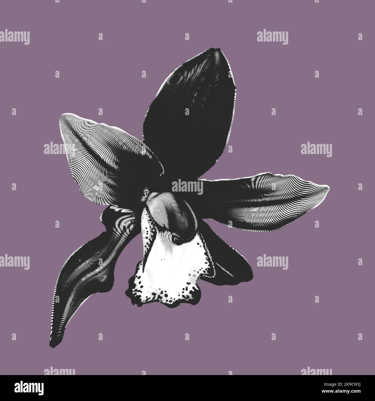 graphic orchid cymbidium. A red flower on ink. Realistic illustration ...