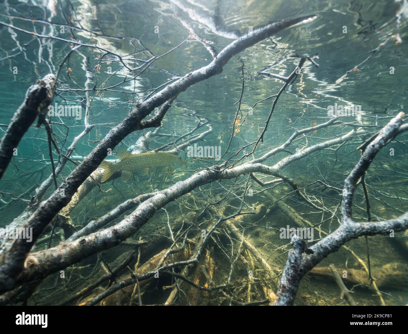 Northern pike staying between branches of fallen birch tree Stock Photo ...