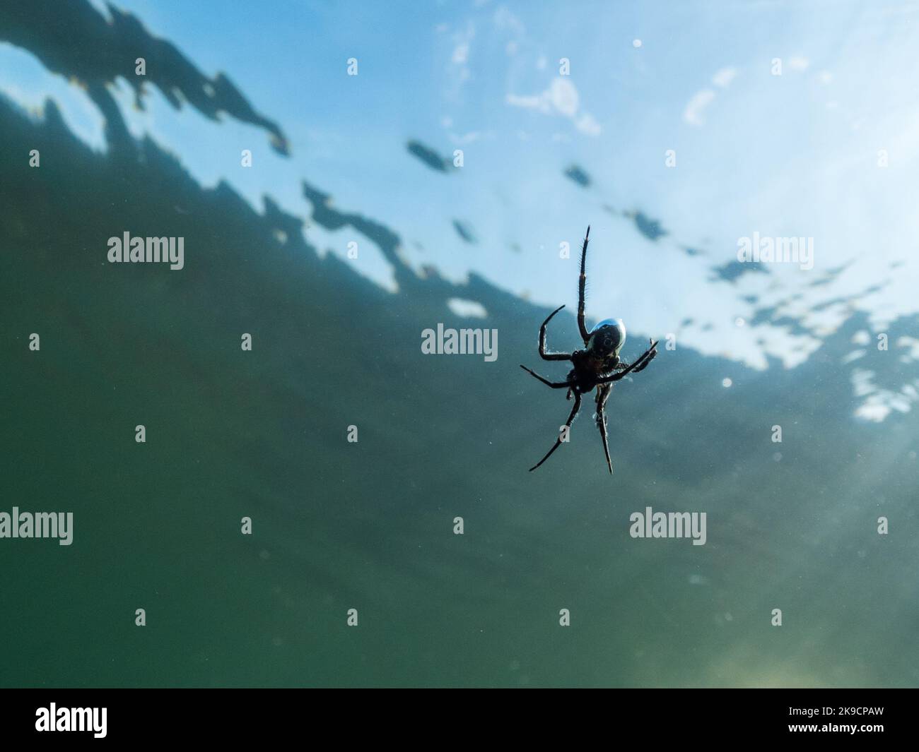 Diving bell spider underwater Stock Photo - Alamy