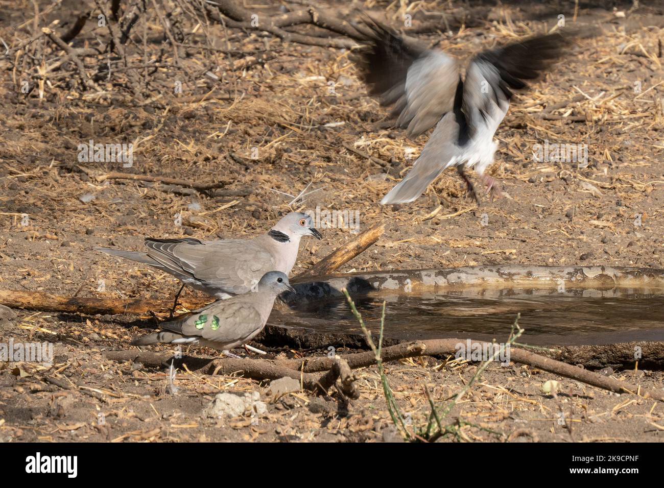A red eyed dove and an emerald spotted wood dove next to a bird pool in ...