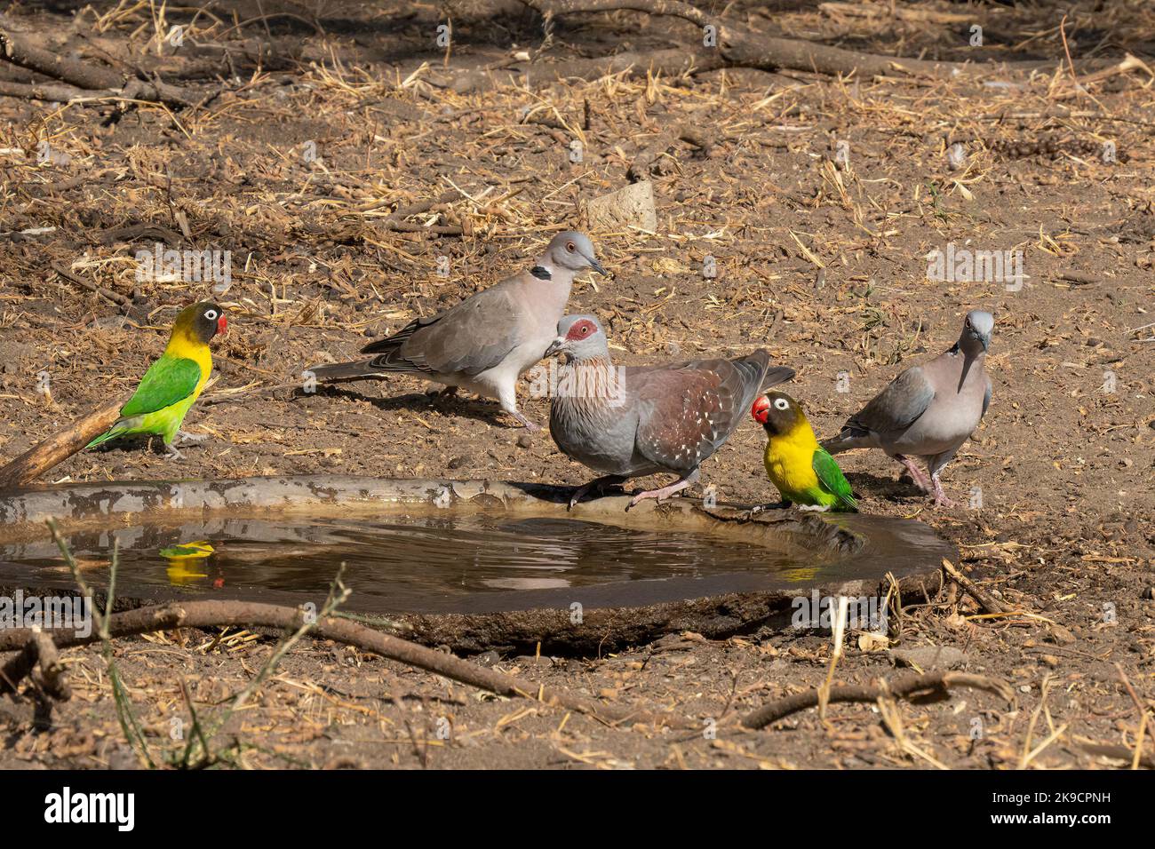 Red eyed doves, a speckled pigeon, and yellow collared love birds at a ...