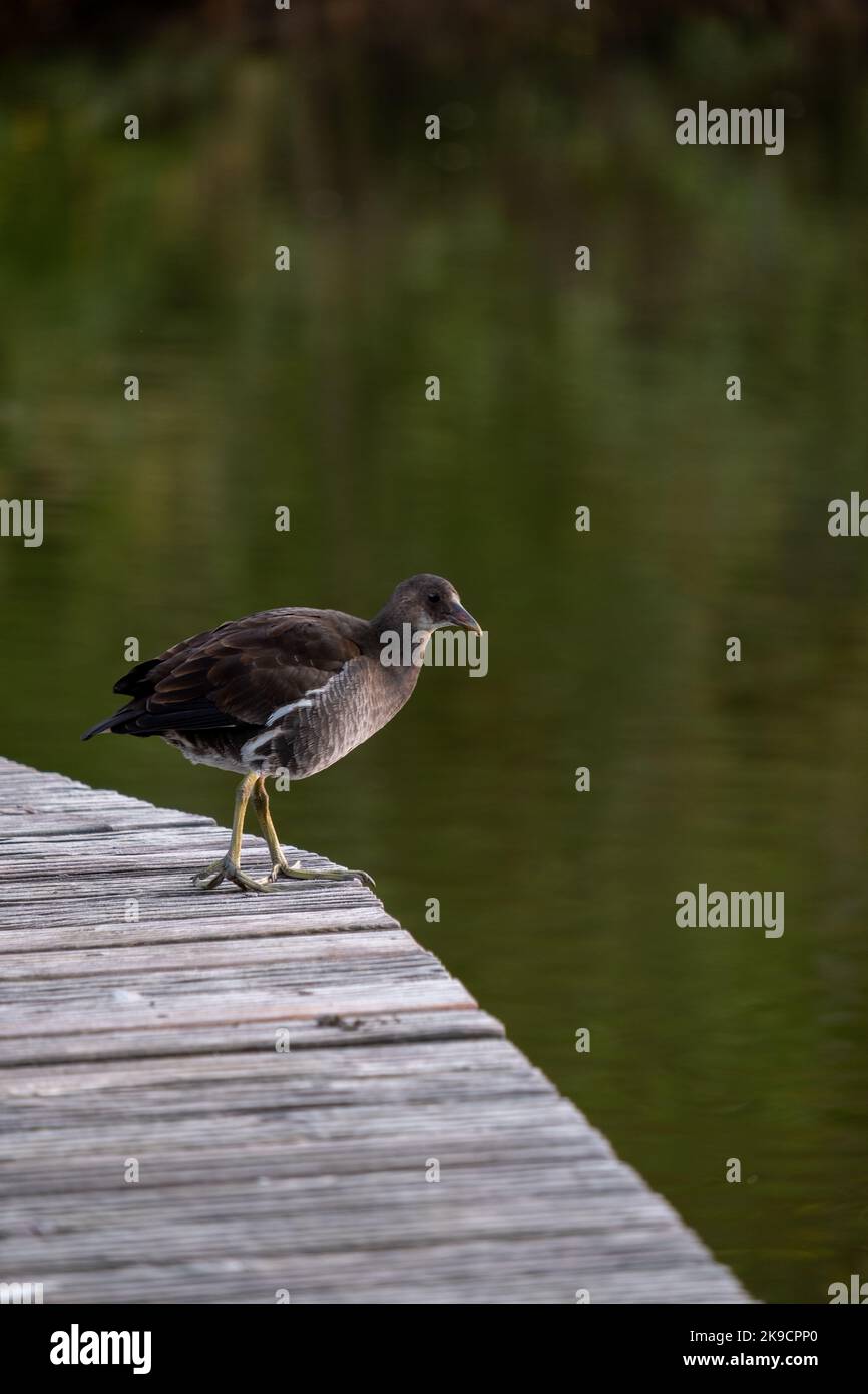 Small bird sitting on top hi-res stock photography and images - Alamy