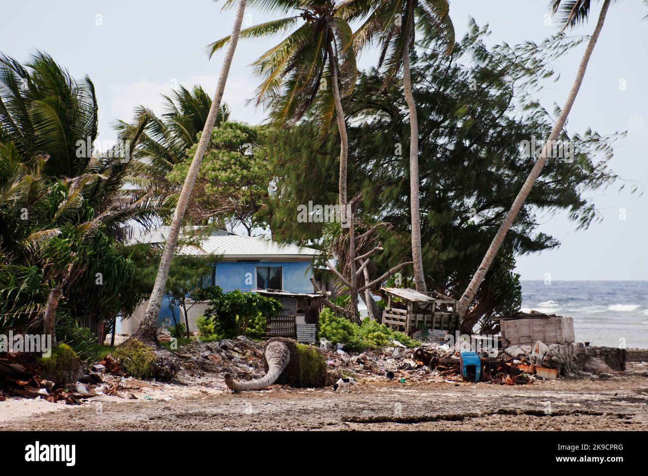 A fallen palm marks the early stages of climate change on the ocean ...