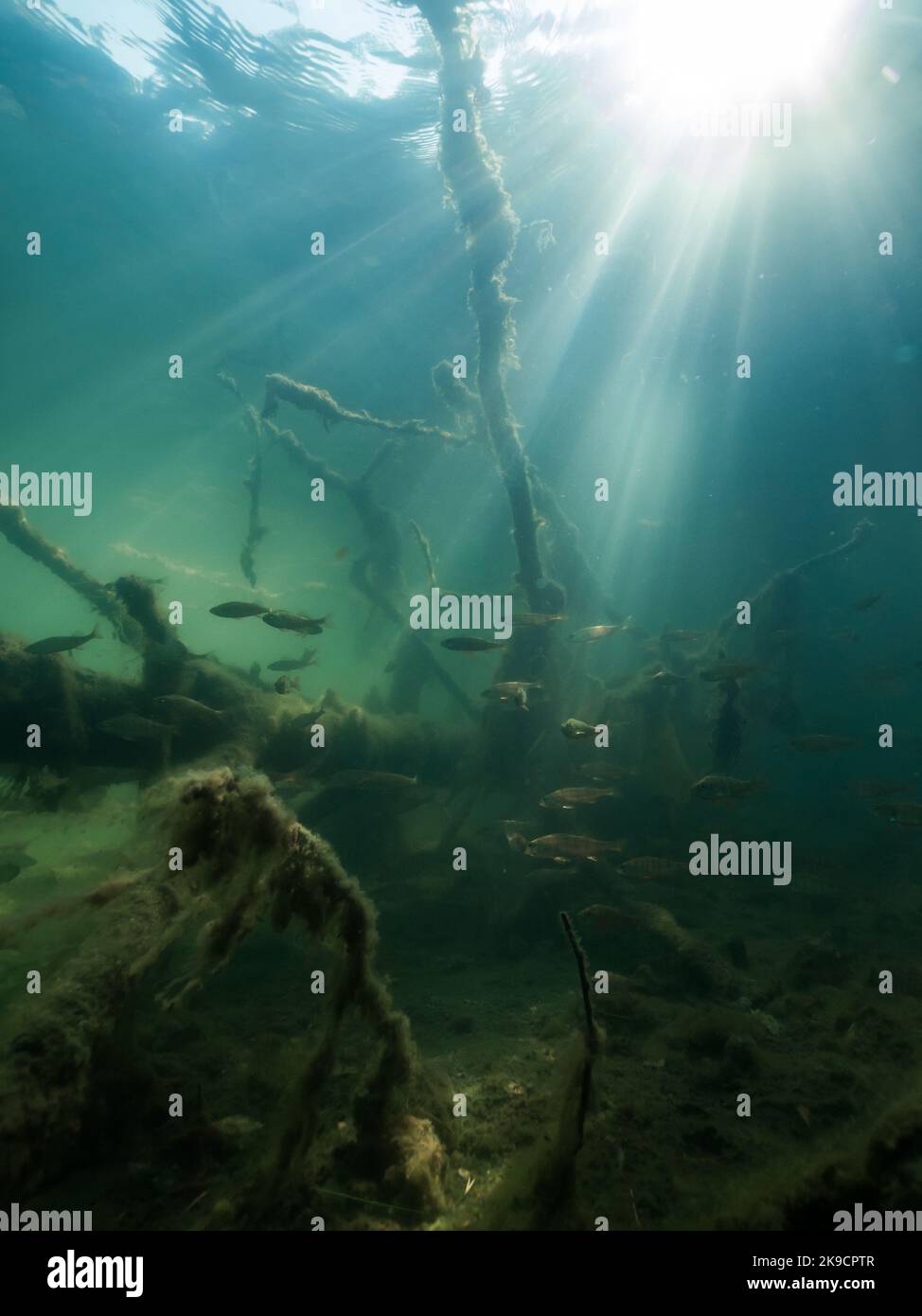 Mystic view of underwater trees and perch swimming at lake Stock Photo ...