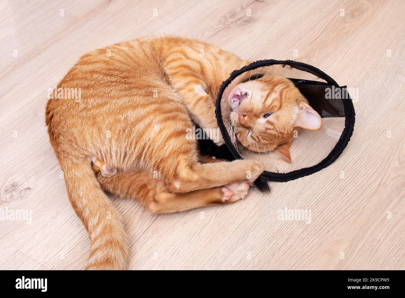 Injured animal mouse hi-res stock photography and images - Alamy