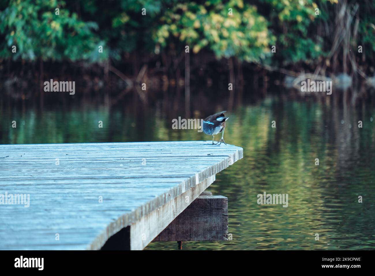 a bird sitting on a dock next to a body of water Stock Photo - Alamy