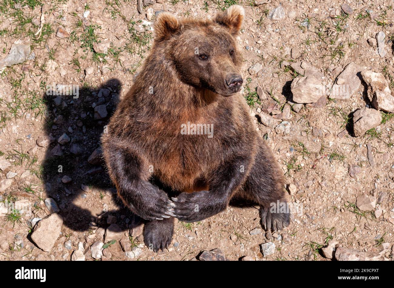 Zoo omnivore food hi-res stock photography and images - Alamy