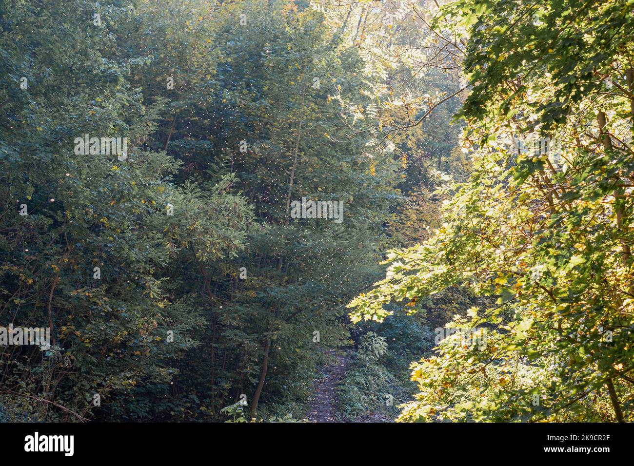 a tree in a forest with light and flies in air Stock Photo - Alamy