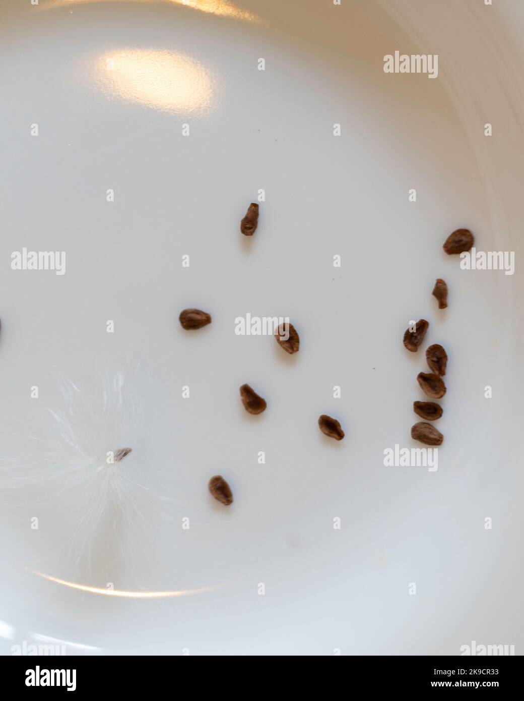 Hello yellow milkweed seed hi-res stock photography and images - Alamy