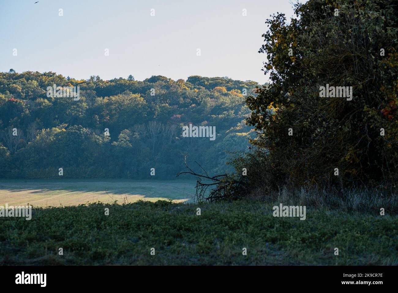 a field with forest surrounding it Stock Photo - Alamy