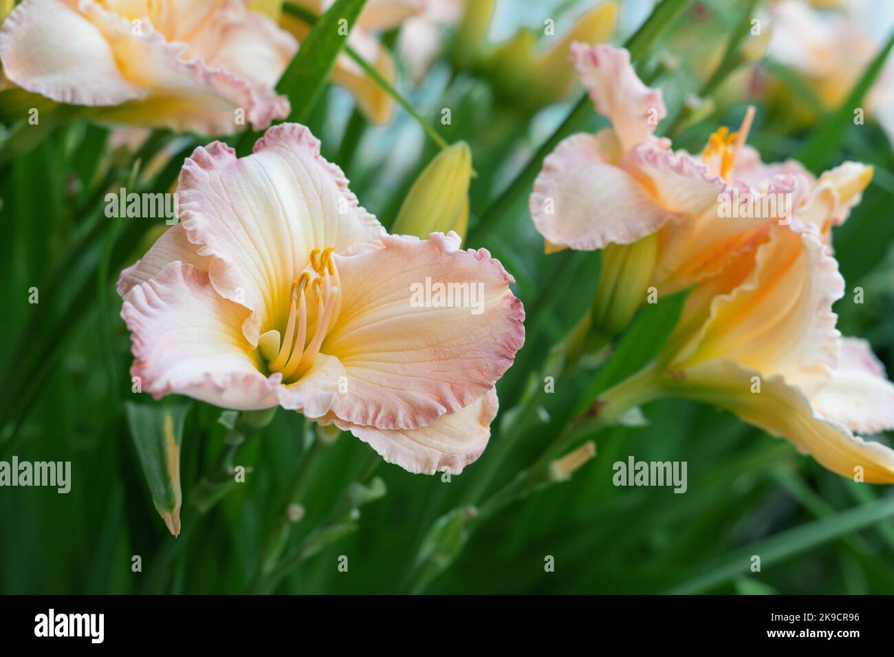 pink daylily flowers with Frosted Vintage Ruffled close-up in the ...