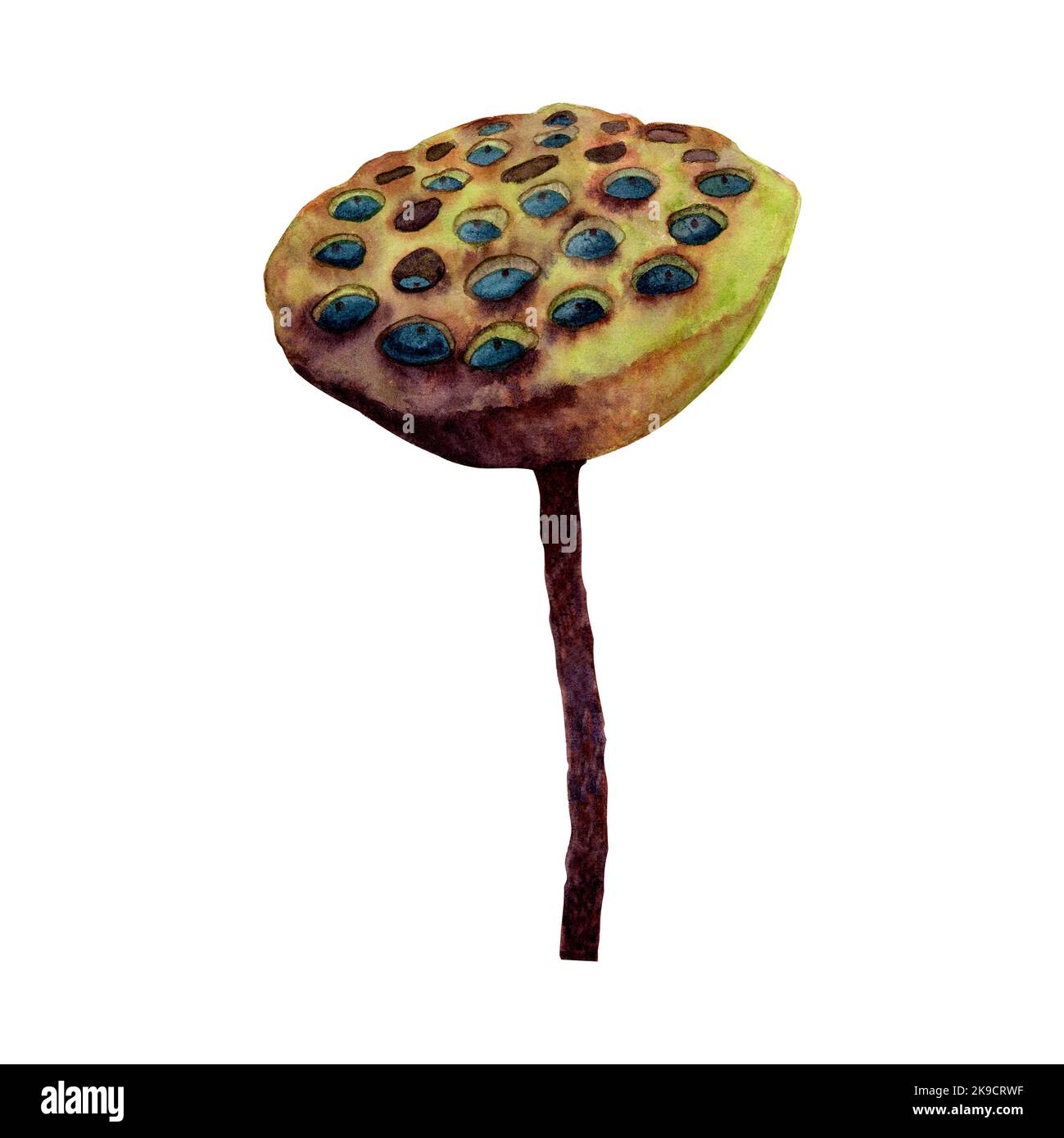 Watercolor painted illustration of dried lotus box with seeds. Art ...