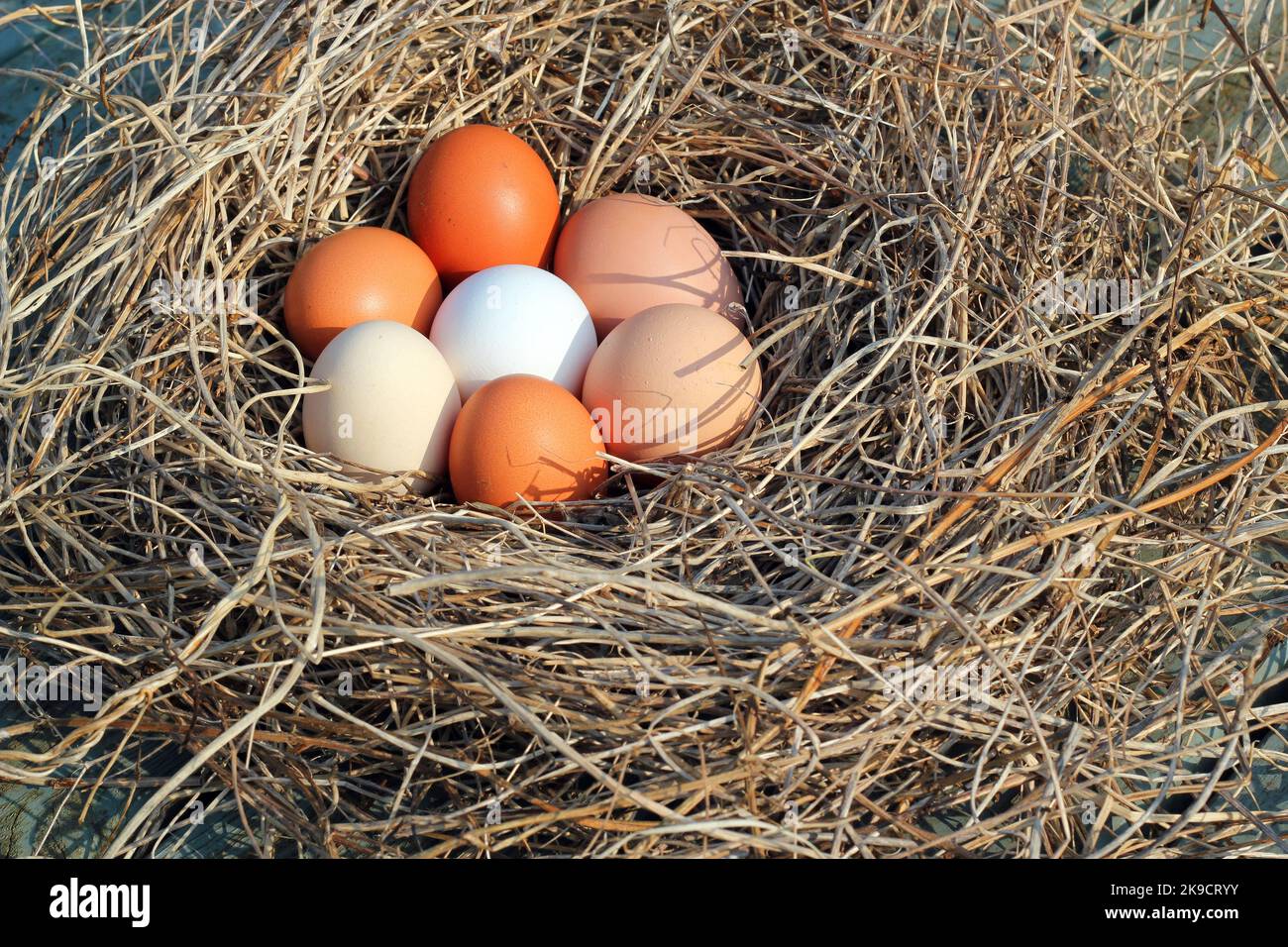 Straw nest chicken hi-res stock photography and images - Alamy