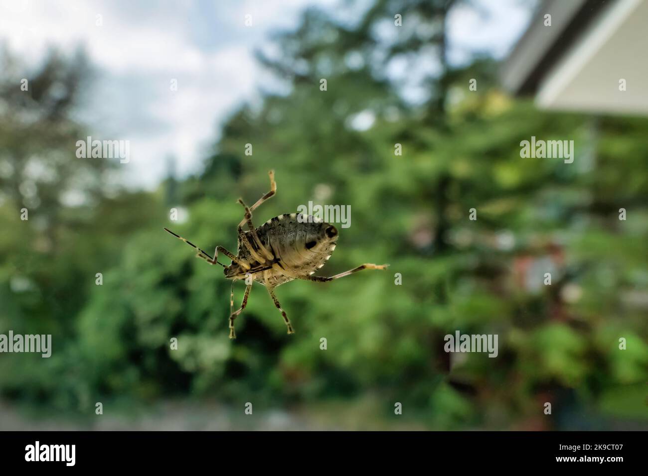 Asian bedbug seen through house window Stock Photo - Alamy