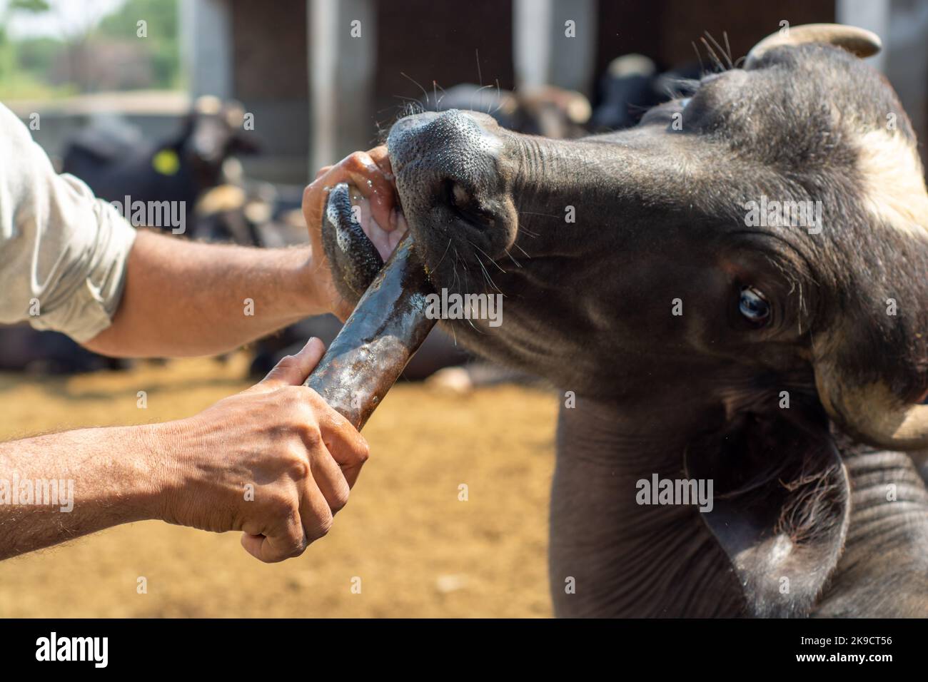 Veterinary doctor at a live stock farm Stock Photo - Alamy