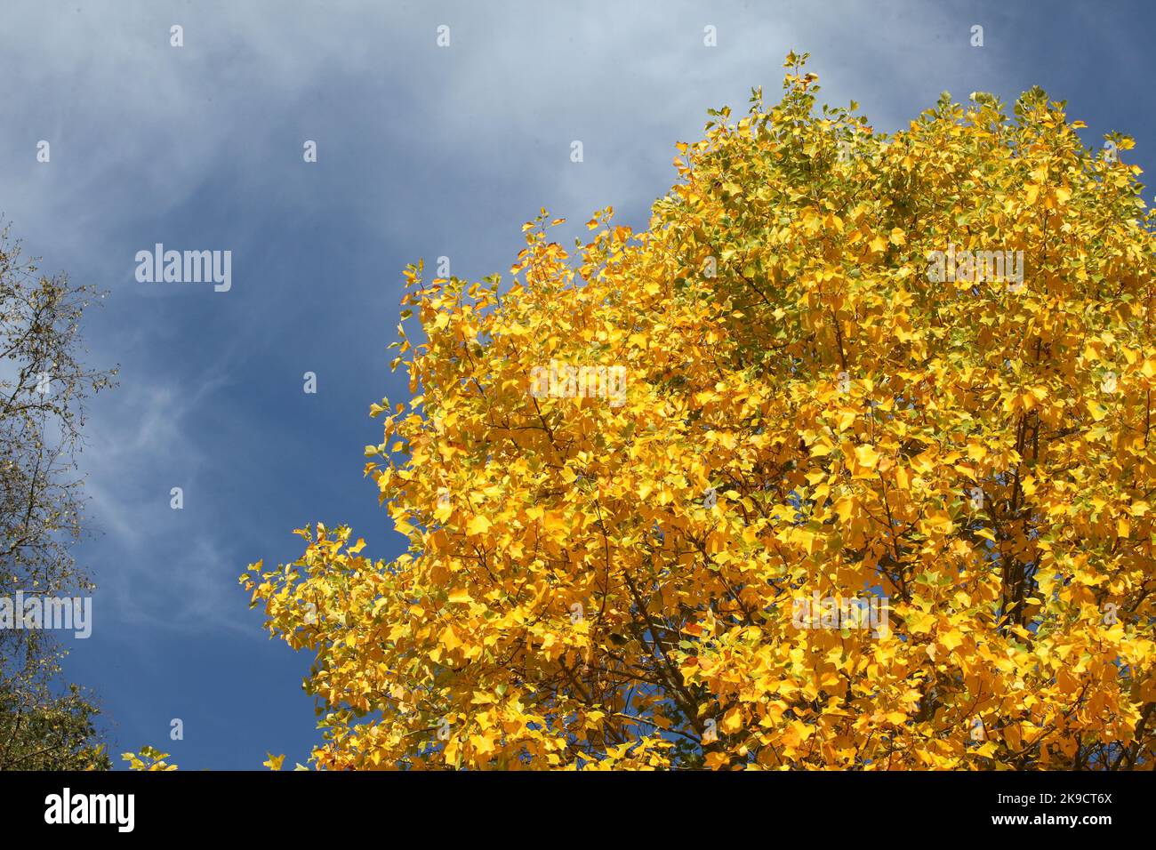 The yellow fall colours of the Tulip Poplar tree Stock Photo - Alamy