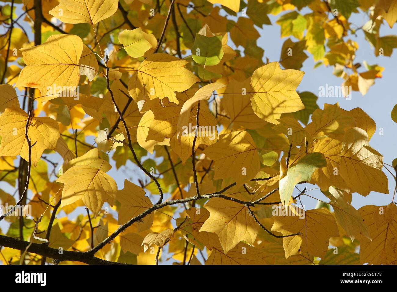 The yellow fall colours of the Tulip Poplar tree Stock Photo - Alamy