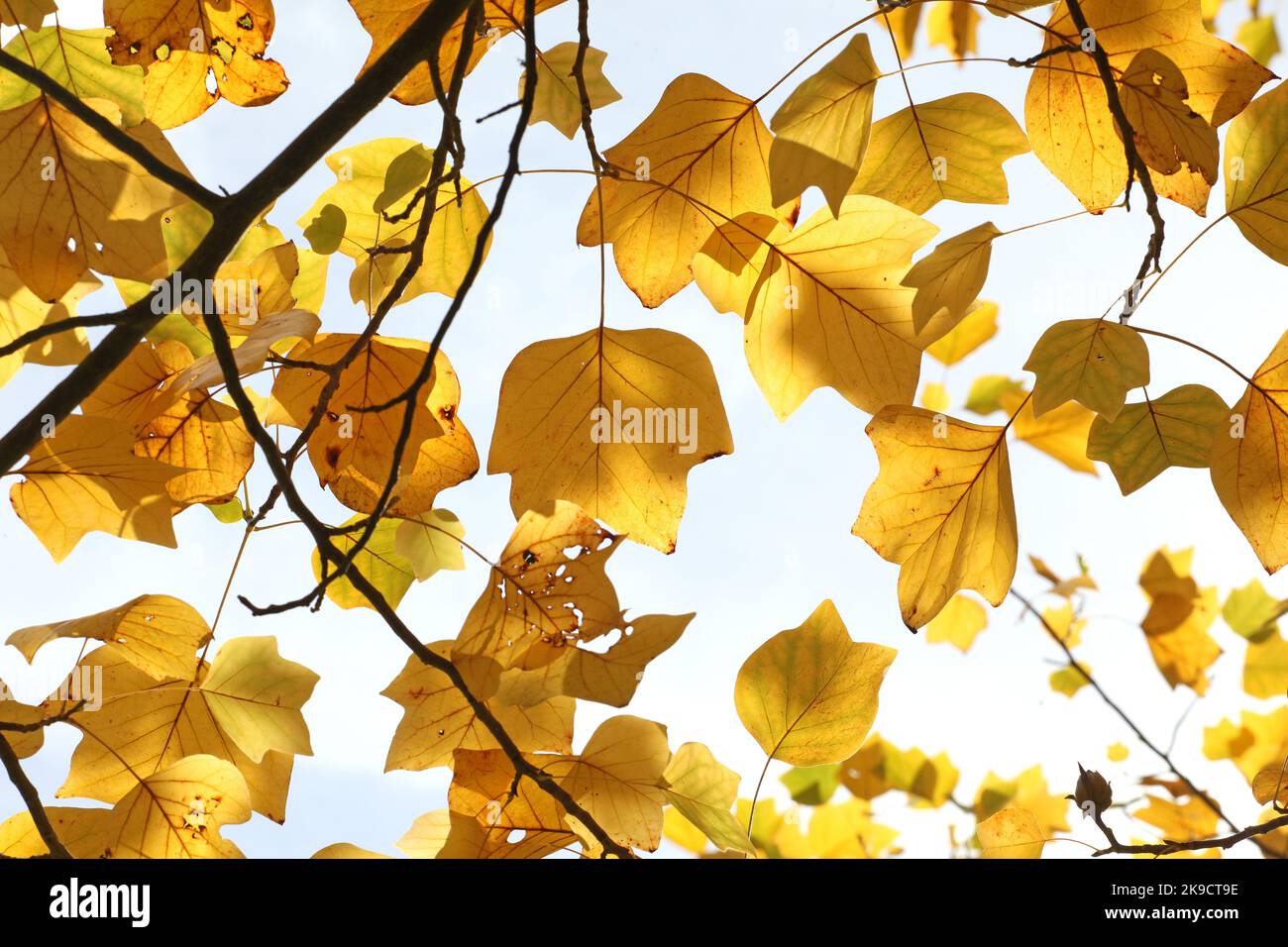 The yellow fall colours of the Tulip Poplar tree Stock Photo - Alamy