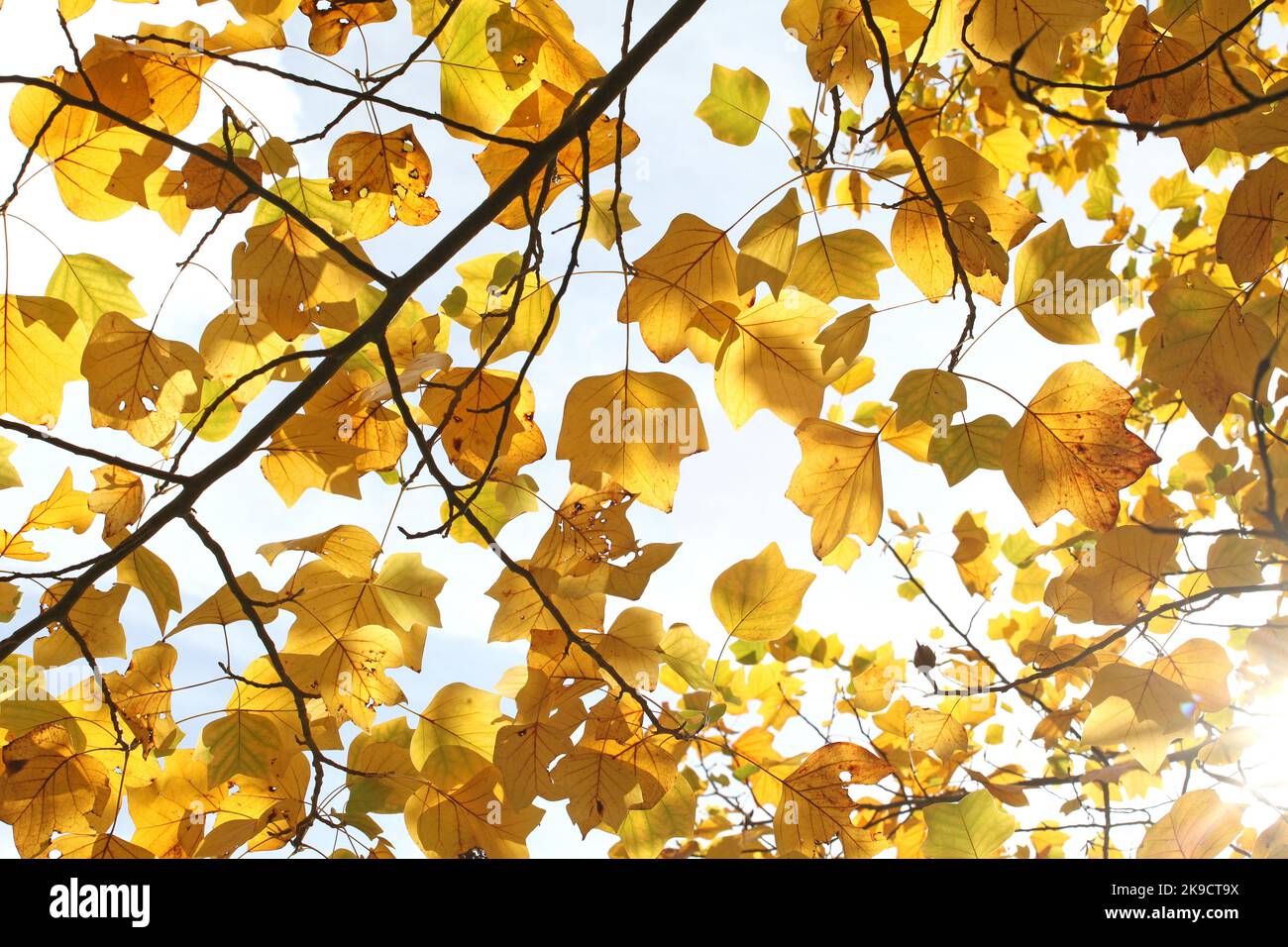 The yellow fall colours of the Tulip Poplar tree Stock Photo - Alamy