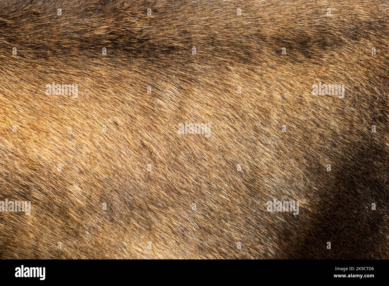 Cowhide craft hi-res stock photography and images - Alamy