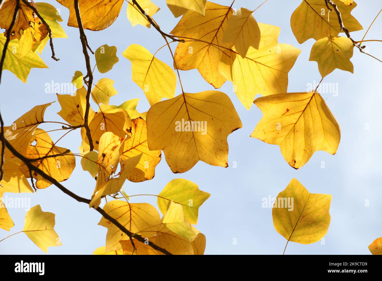 Poplar tree hi-res stock photography and images - Alamy