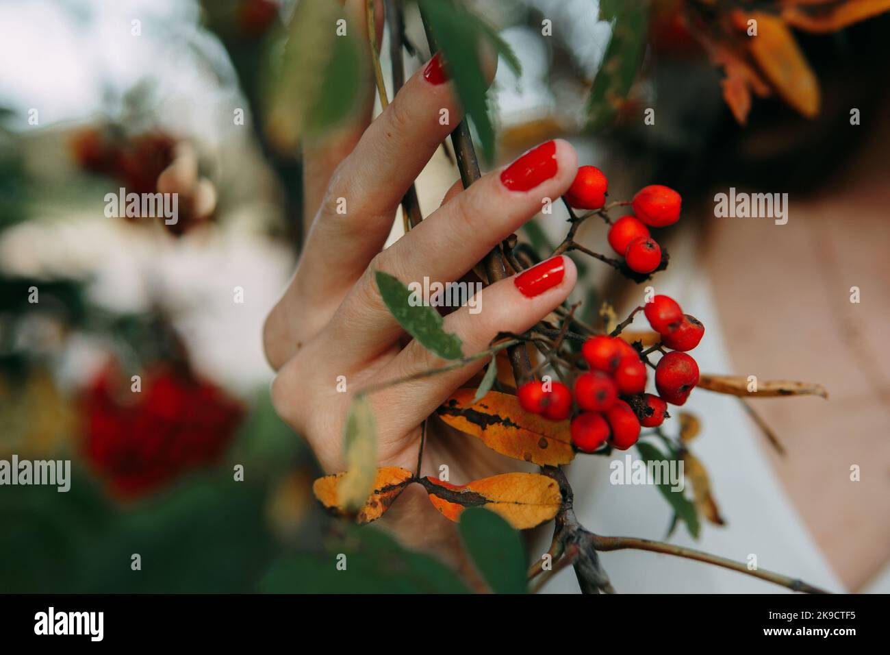Women's hands with red manicure dejart a branch of mountain ash. A ...
