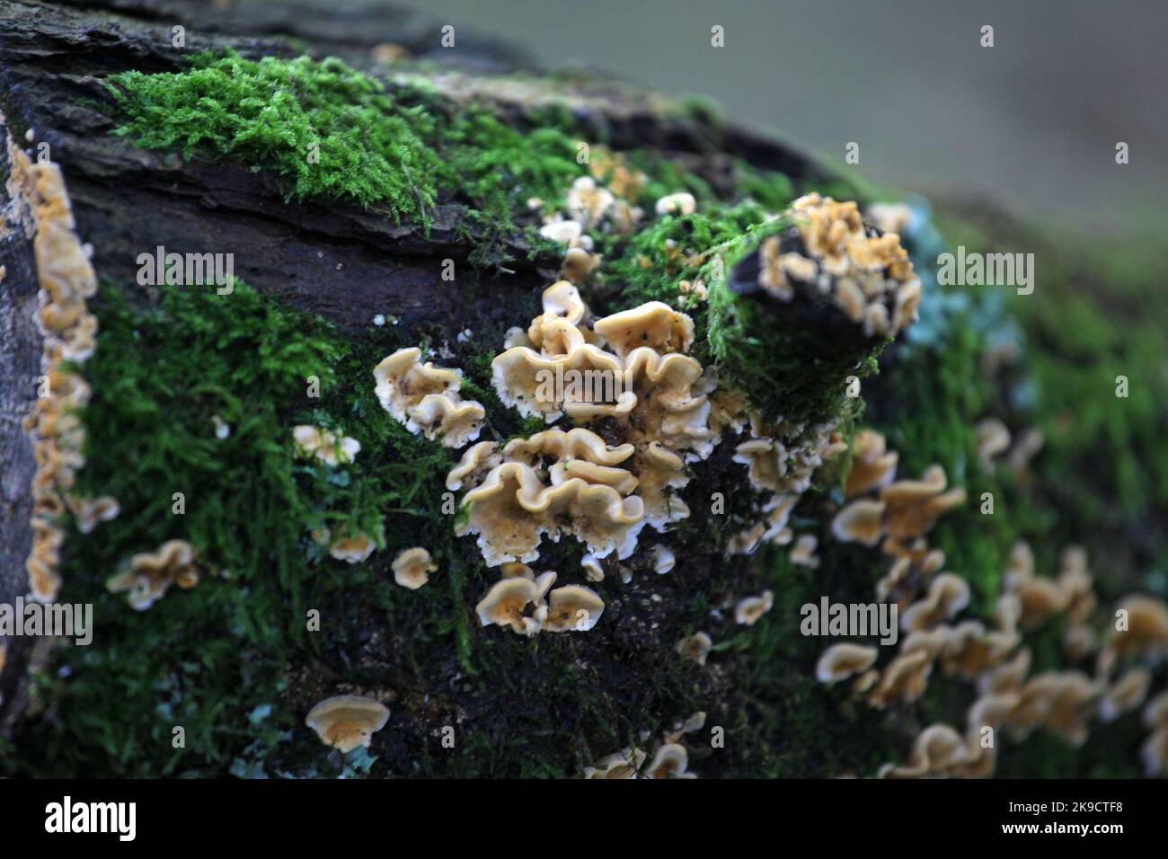 Smoky Bracket fungus, a small annual polypore mushroom, on dead wood ...