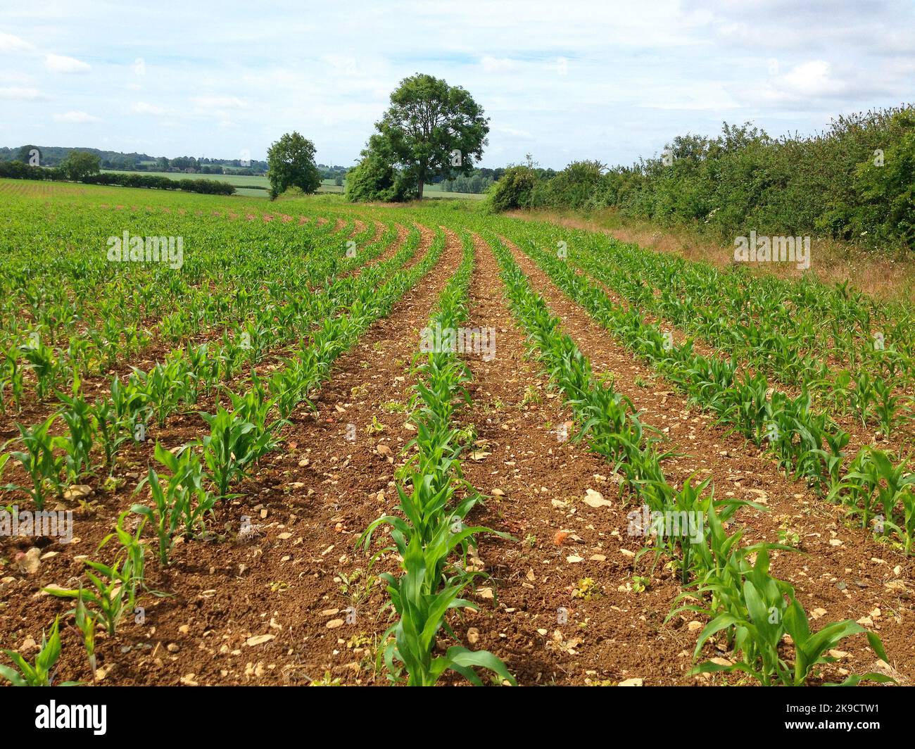 New crops growing in a farm field in the countryside. Green shoots in ...