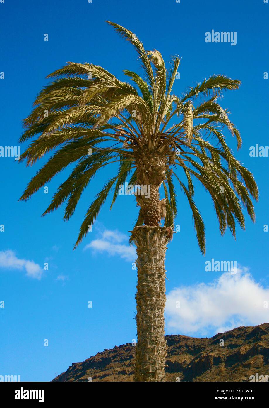 A palm tree swaying in the breeze Stock Photo - Alamy