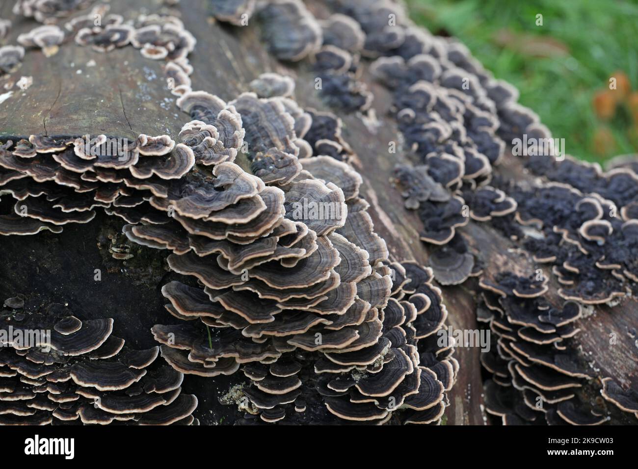 Turkey tail bracket fungus hi-res stock photography and images - Alamy