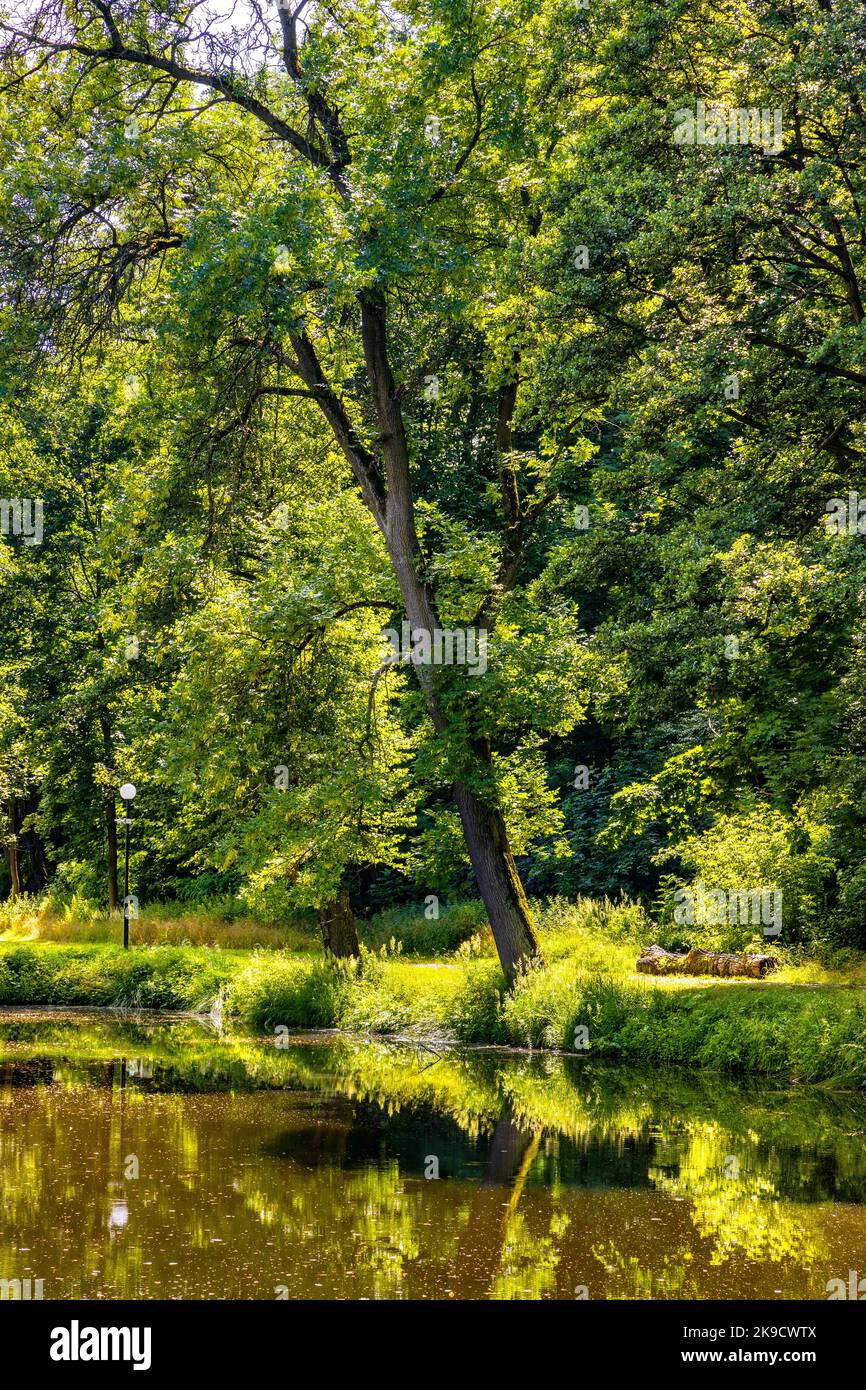 Historic park surrounding XVI century Rozalin Palace with vintage trees ...