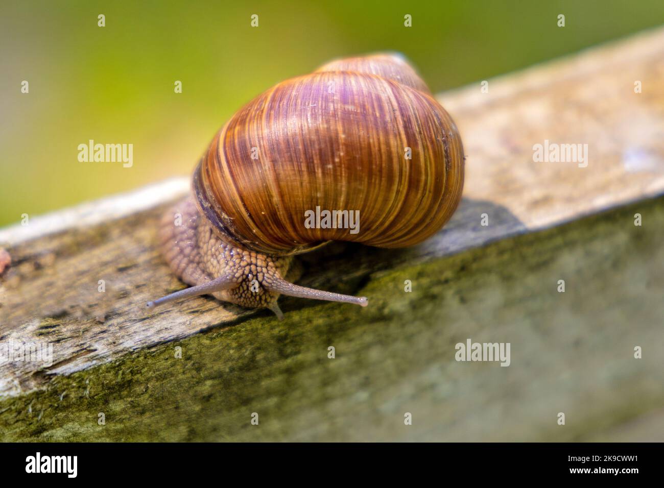 Roman snail - latin Helix pomatia - known as Burgundy snail or escargot ...