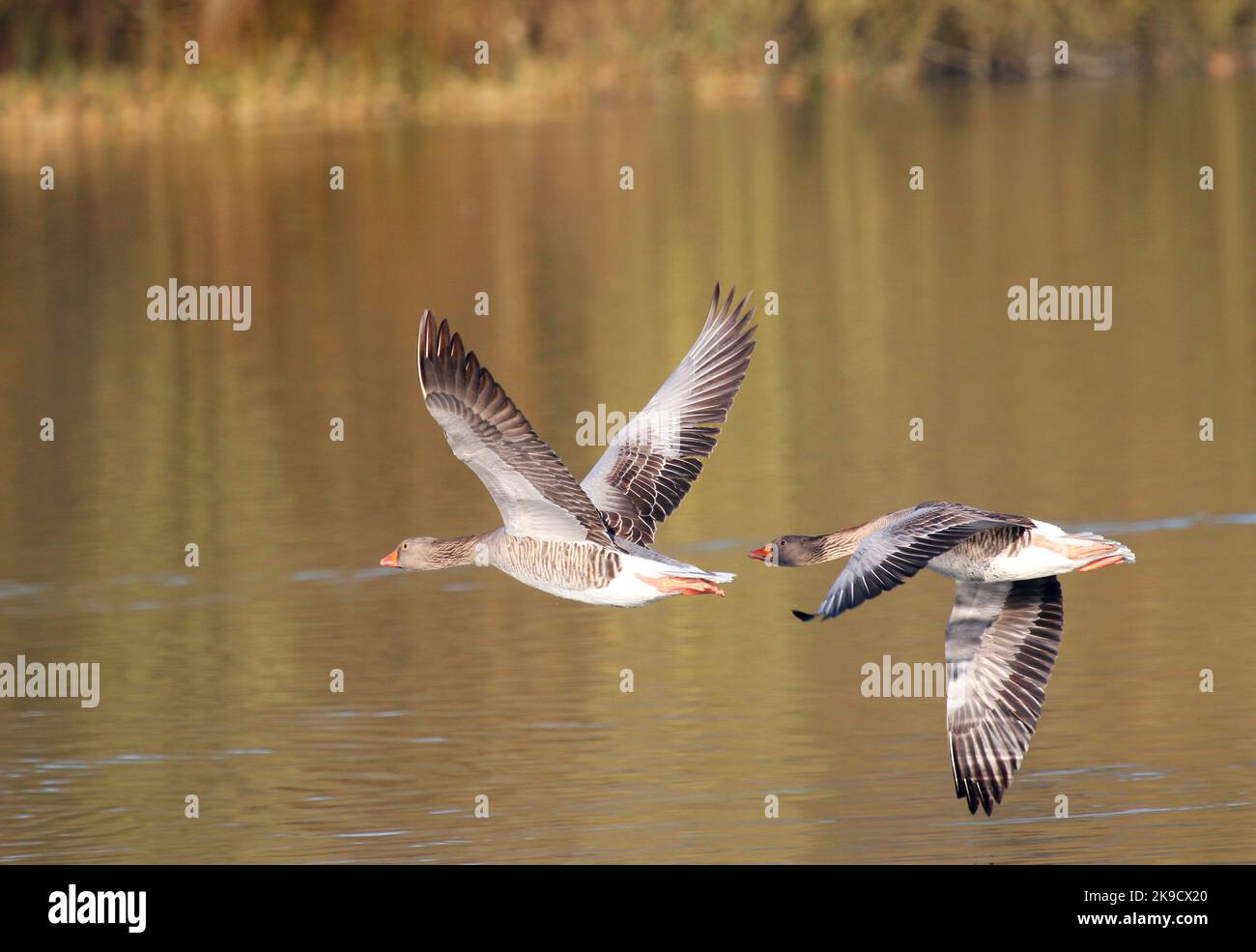 Two greylag geese flying together over a lake Stock Photo - Alamy