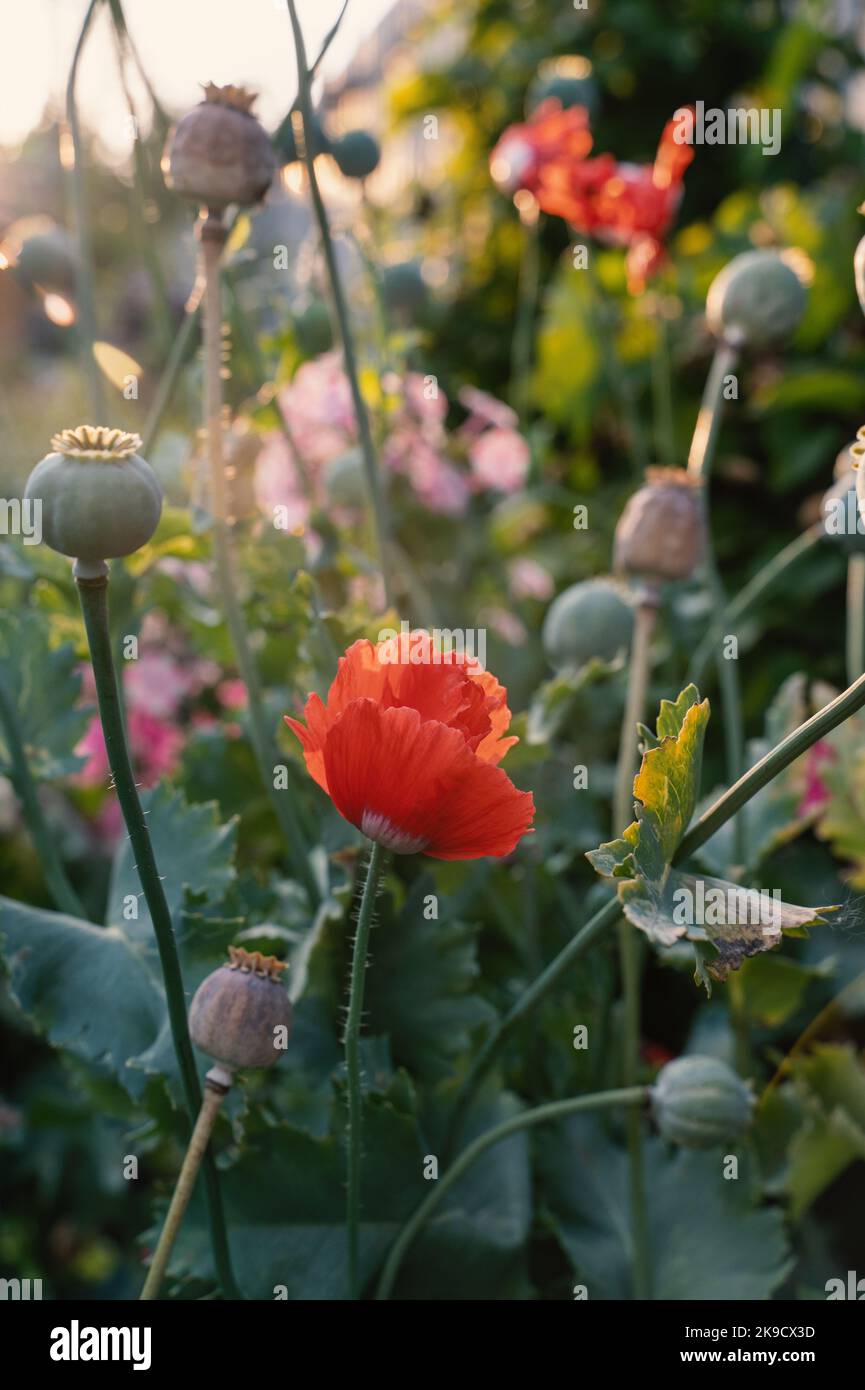 poppy with a white cross. Beautiful white and red poppy flower ...