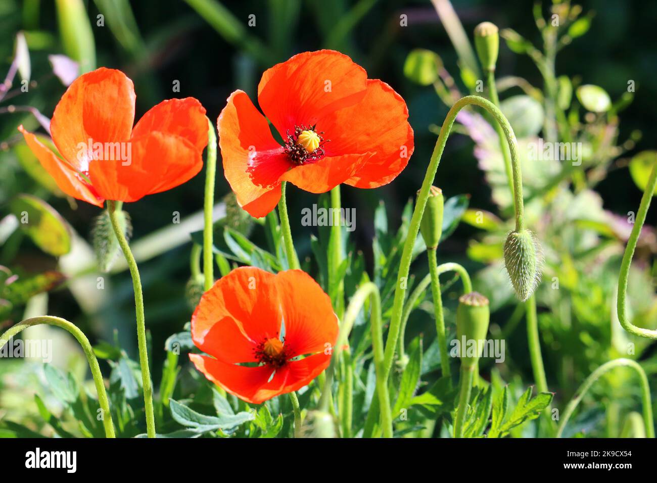 Wild poppies in countryside hi-res stock photography and images - Alamy