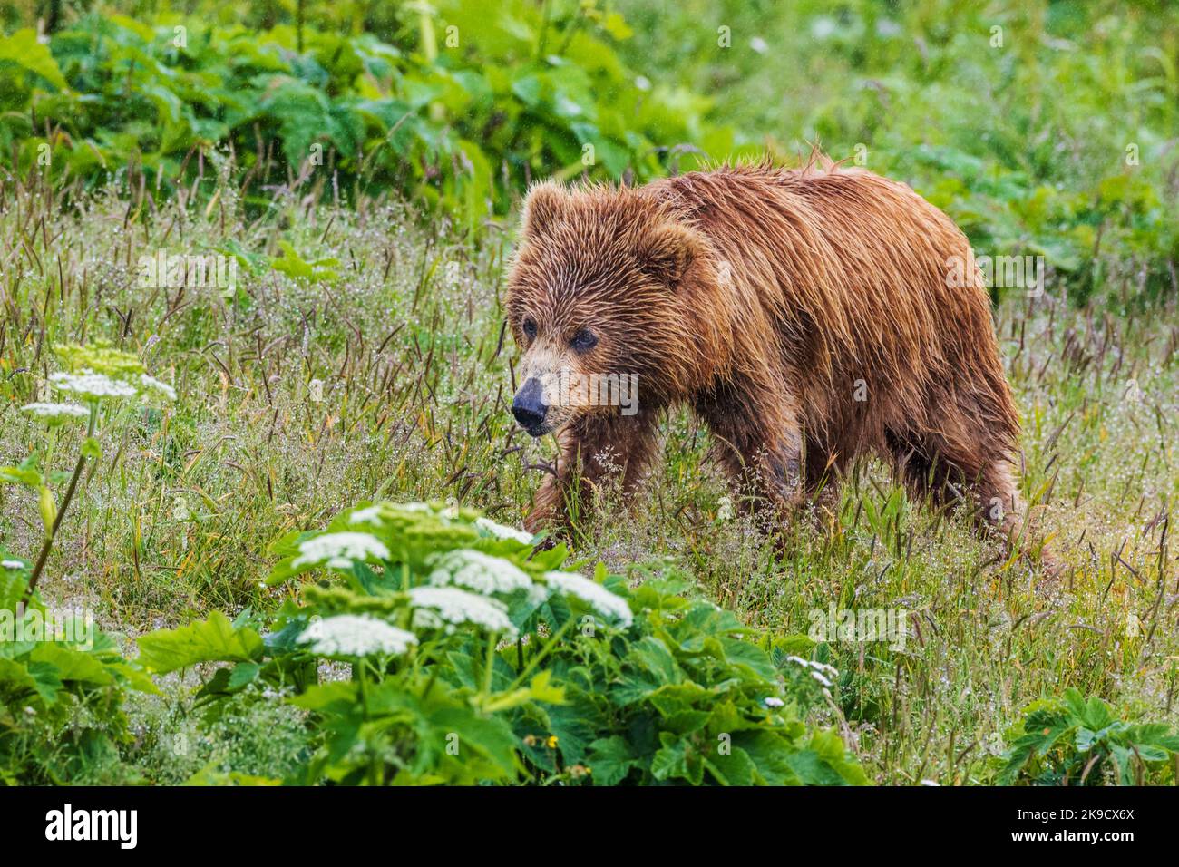 Brown bear cub; (Ursus arctos horribilis); Grizzly Bear; Ursus arctos ...