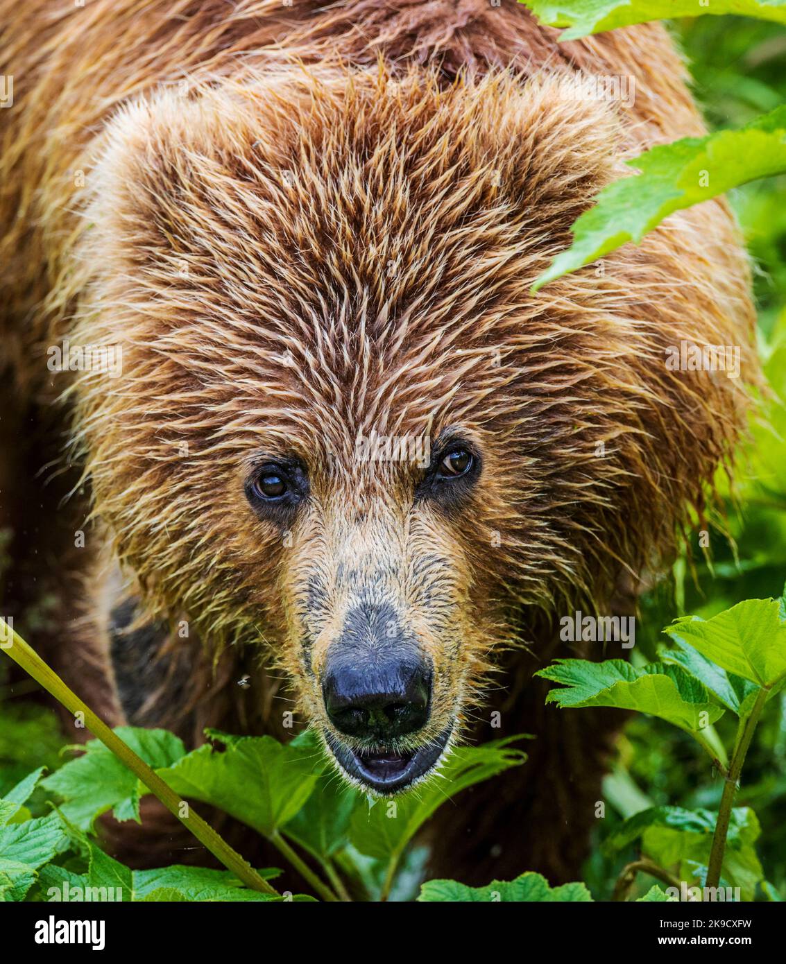 Brown bear cub; (Ursus arctos horribilis); Grizzly Bear; Ursus arctos horribilis; Dog Salmon ...