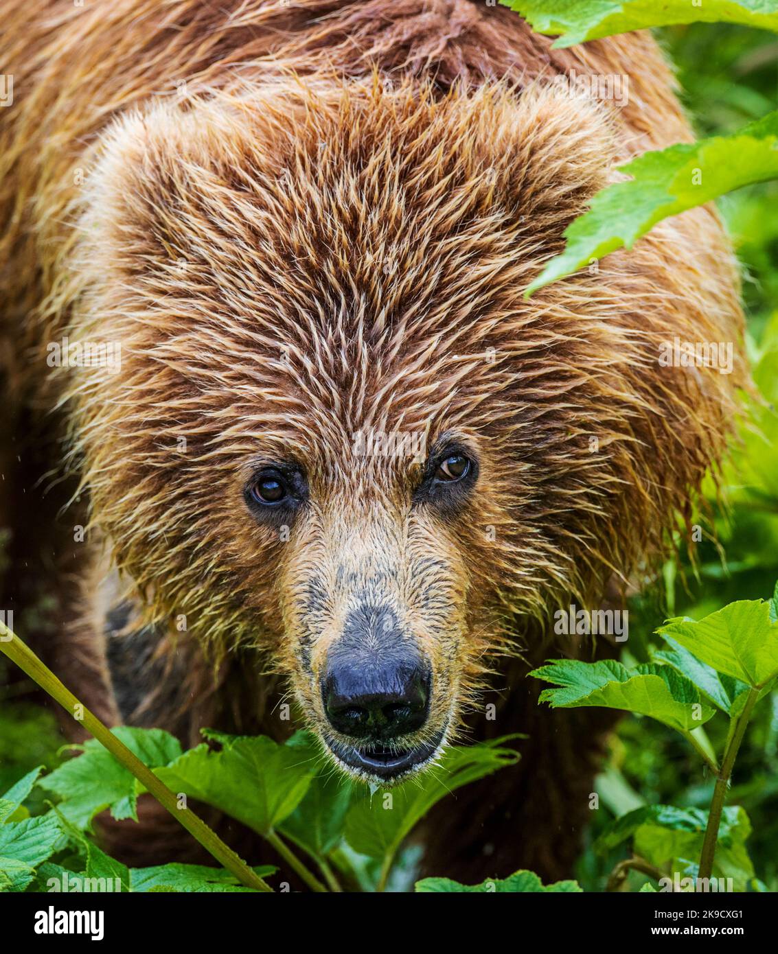 Brown bear cub; (Ursus arctos horribilis); Grizzly Bear; Ursus arctos ...
