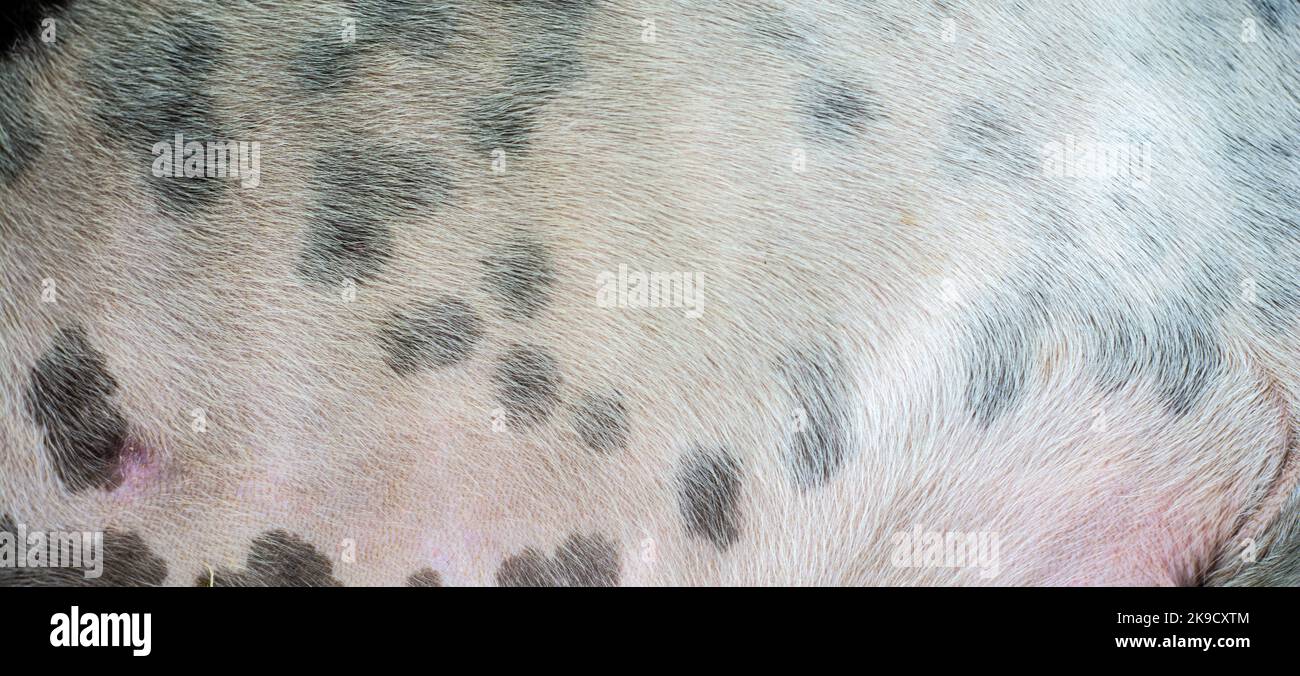 Dog skin texture hi-res stock photography and images - Alamy
