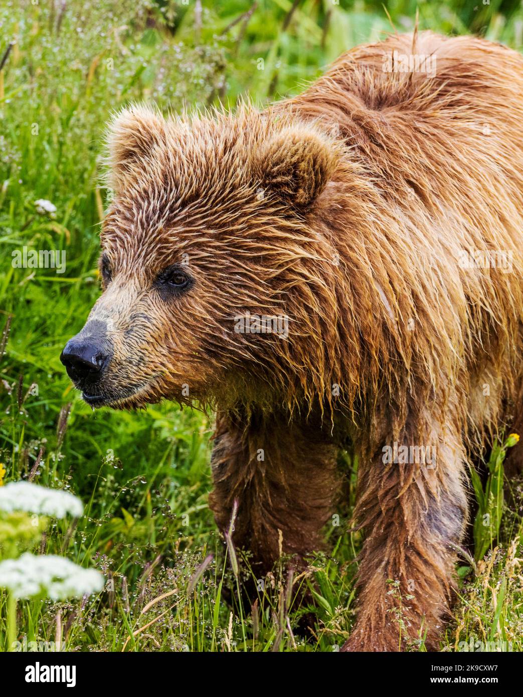 Brown bear cub; (Ursus arctos horribilis); Grizzly Bear; Ursus arctos ...